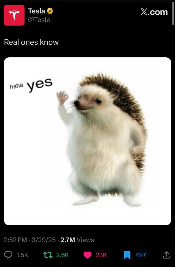 Rizo Hahayes - Tesla's Hedgehog Mascot!
